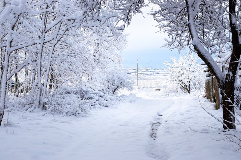 Winter Landscape. Path between Snow Covered Trees on a Clear Day Stock ...