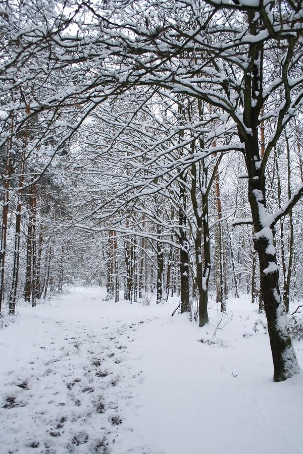 Winter Landscape - Path in Snowy Forest Stock Photo - Image of outdoor ...