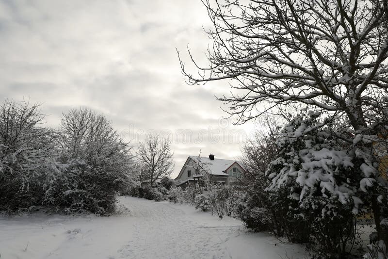 Winter Landscape of Pathway and Snow-covered Bushes and Trees with a ...