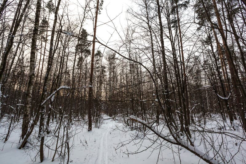 Skiing in the Pine Forest in the Suburbs of Moscow. Stock Photo - Image ...