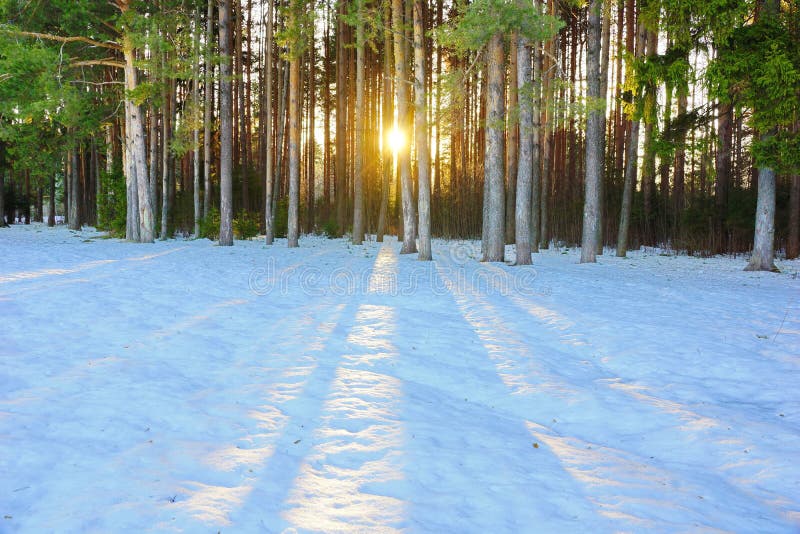 Winter Landscape in a Pine Forest the Sun Shines through the Trees ...