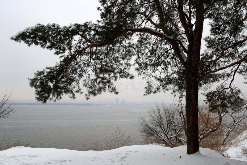 Winter Tree Near Frozen Lake Stock Photo - Image of nice, star: 9814084
