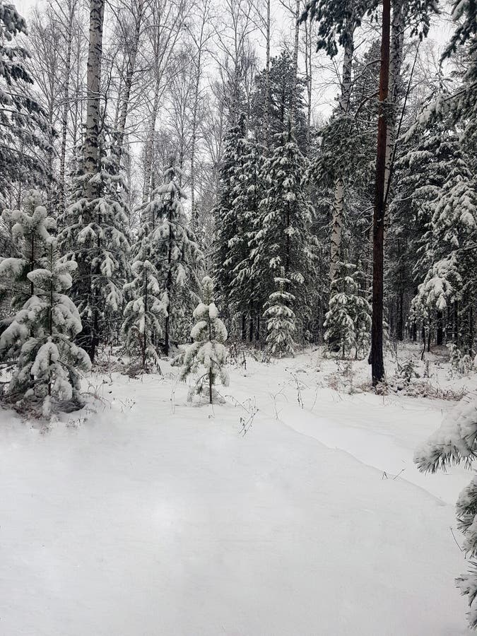 Winter Landscape. Pine Trees Covered in Snow Stock Photo - Image of ...