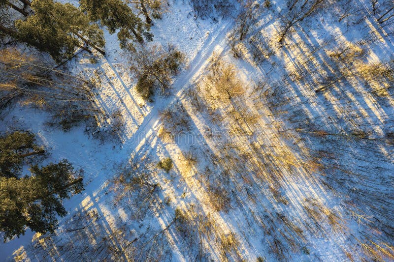 Winter Landscape, Pine Trees Covered with Snow. Captured from Above ...