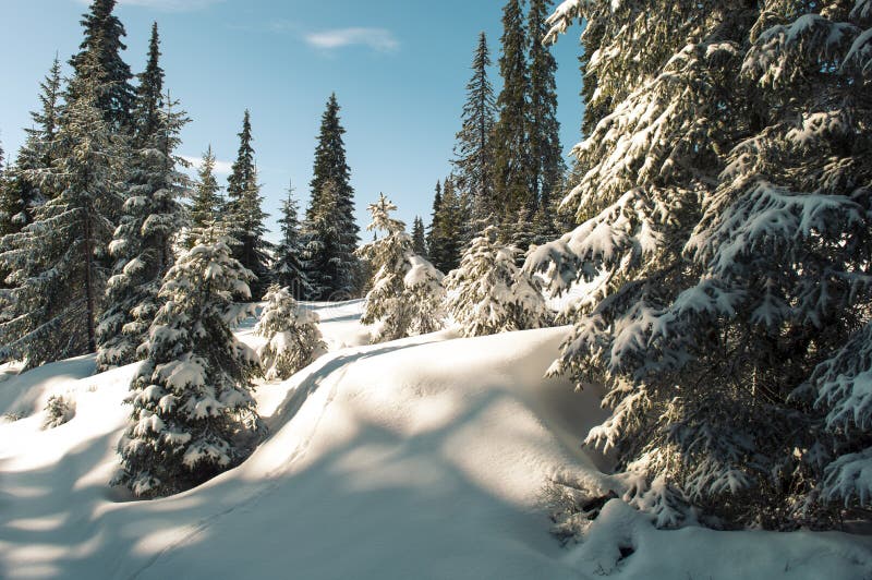 Winter Landscape, Pine Trees Covered in Snow Stock Photo - Image of ...