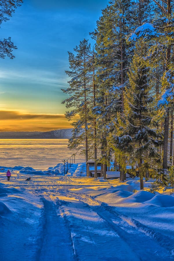 Winter, Pine Trees, Sun and Snow Stock Image - Image of evening ...