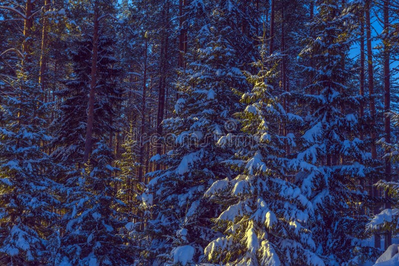 Winter, Pine Trees, Sun and Snow Stock Photo - Image of colorful ...