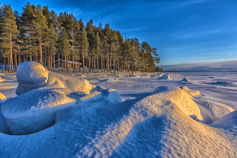 Winter, Pine Trees, Sun and Snow Stock Photo - Image of nature, forest ...