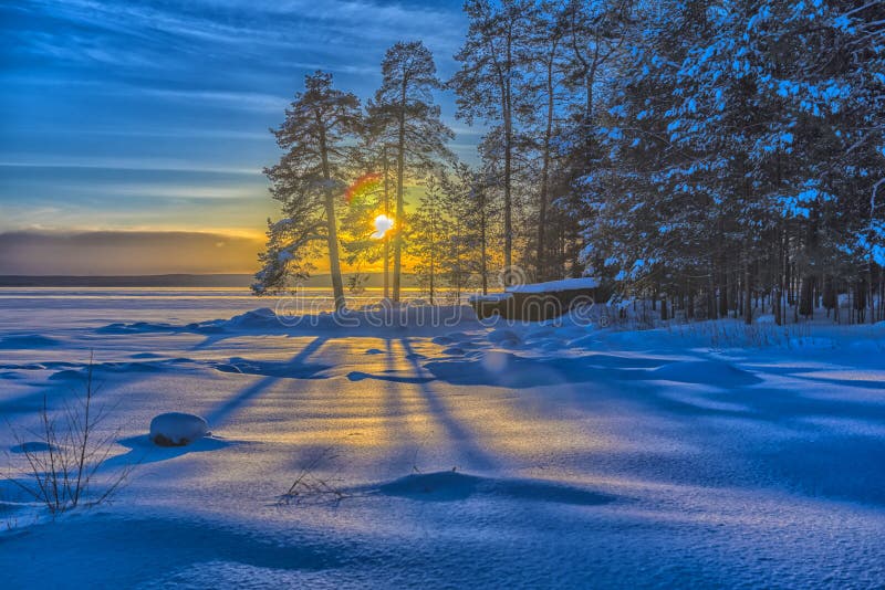 Winter, Pine Trees, Sun and Snow Stock Image - Image of natural, plant ...