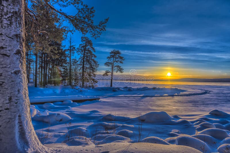 Winter, Pine Trees, Sun and Snow Stock Photo - Image of plant ...