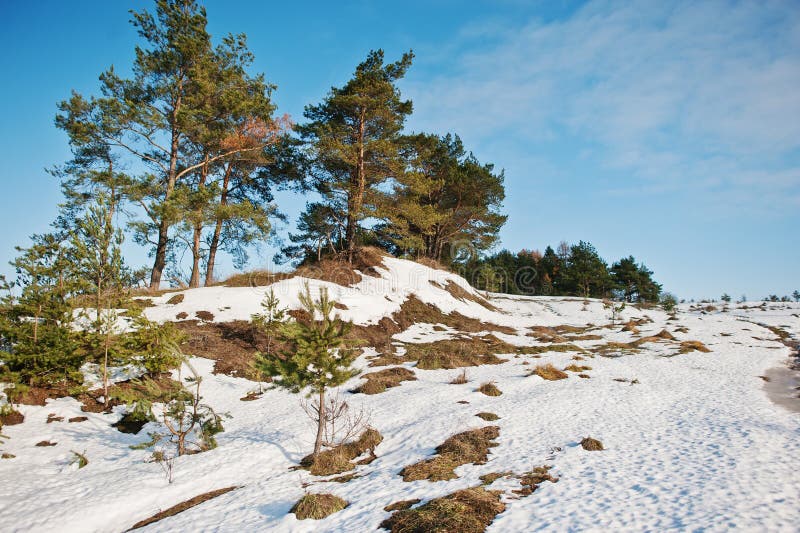Winter Landscape with Pine Wood, Snow and Small Hill on Blue Sky Stock ...