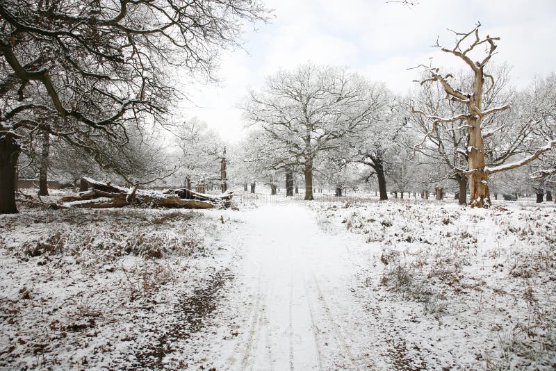 Winter Landscape of Richmond Park Stock Photo - Image of snow, tanquil ...