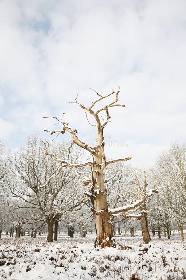 Winter Landscape of Richmond Park Stock Photo - Image of seasonal ...