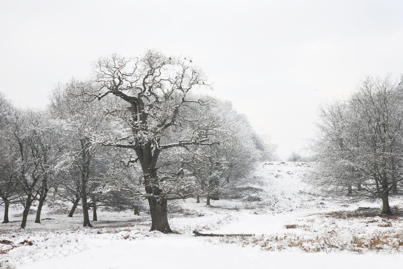 Winter Landscape of Richmond Park Stock Image - Image of outdoors ...