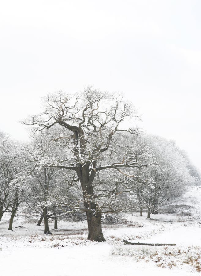 Winter Landscape of Richmond Park Stock Image - Image of calm, winter ...