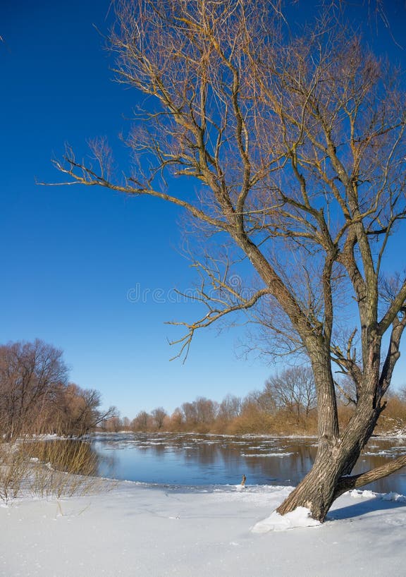 Winter stock photo. Image of cold, wild, flurry, scene - 372040322