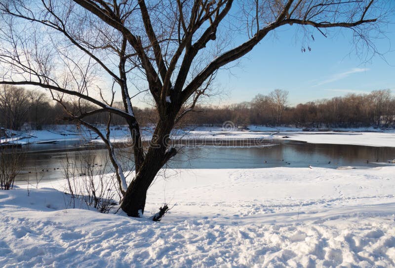 Winter Landscape with River, Tree and Sun Stock Image - Image of ...