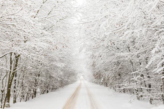 1,503 Hoarfrost Oisterwijk Netherlands Stock Photos - Free & Royalty ...