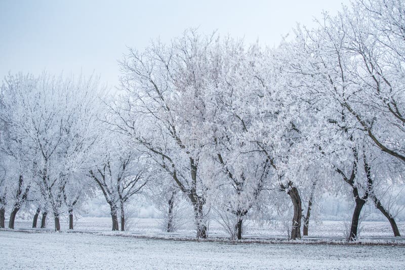 Winter Landscape - Row of Trees in Frost Stock Image - Image of outdoor ...