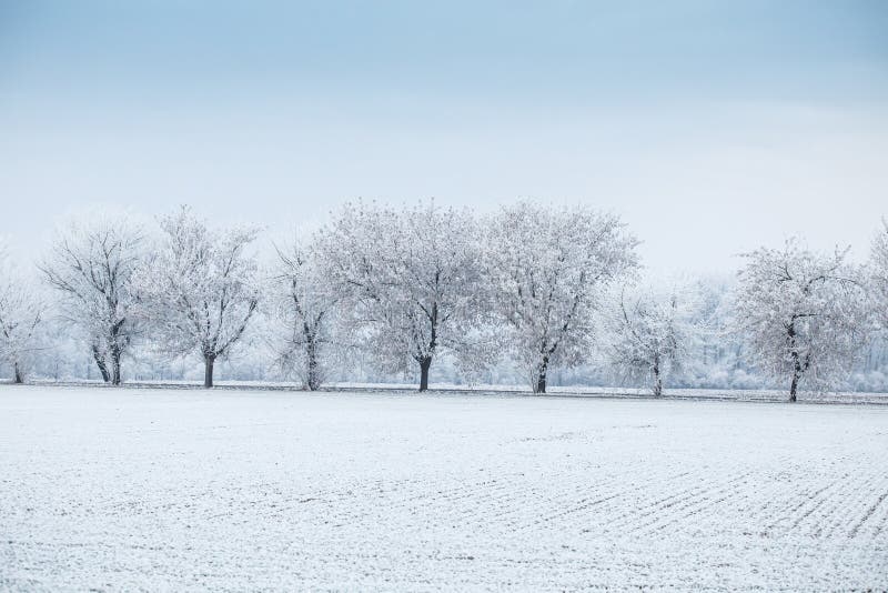Winter Landscape - Row of Trees in Frost Stock Image - Image of calm ...
