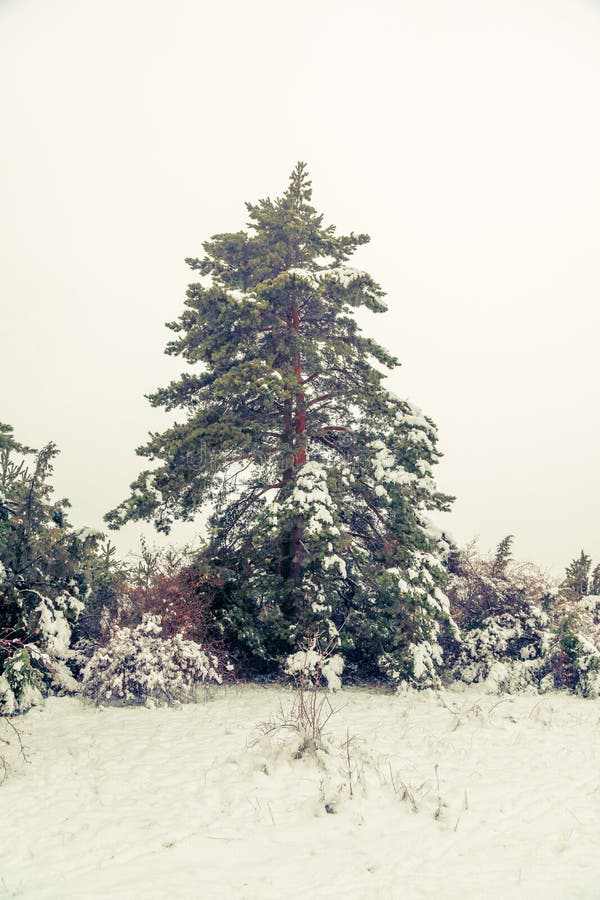 Winter Landscape Scenery with a Pine Tree Stock Photo - Image of ...