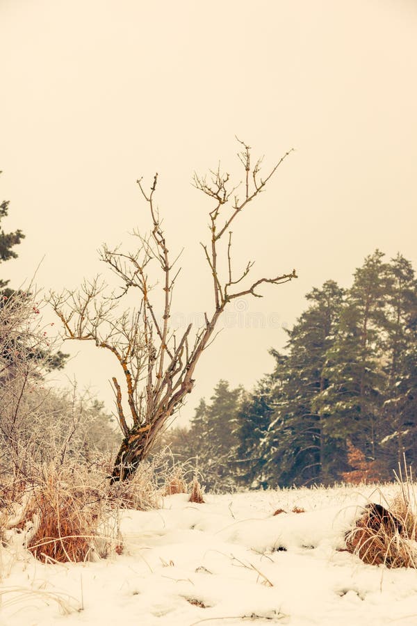 Winter Landscape Scenery with a Pine Tree Stock Photo - Image of cold ...