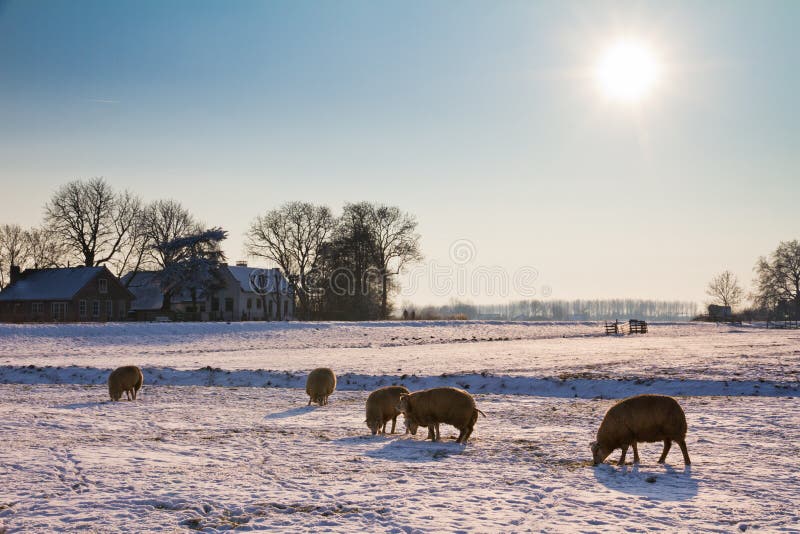 Winter landscape sheep stock photo. Image of countryside - 26031296