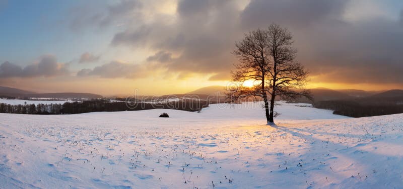 Winter Landscape with Snow and Alone Tree - Panorama Stock Photo ...