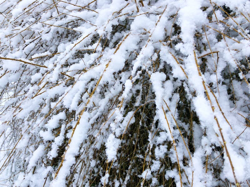 Winter Landscape Snow Background with Trees Harsh Winter Scenery with ...