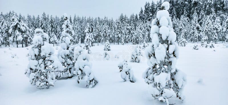 Winter Landscape with Snow Caps on Trees and Snowfall Stock Image ...