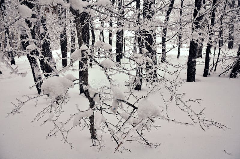 Winter Landscape with Snow-covered and Fallen Trees. Stock Photo ...