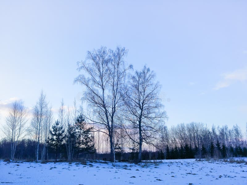 Winter Landscape with Snow Covered Field and Trees Stock Photo - Image ...