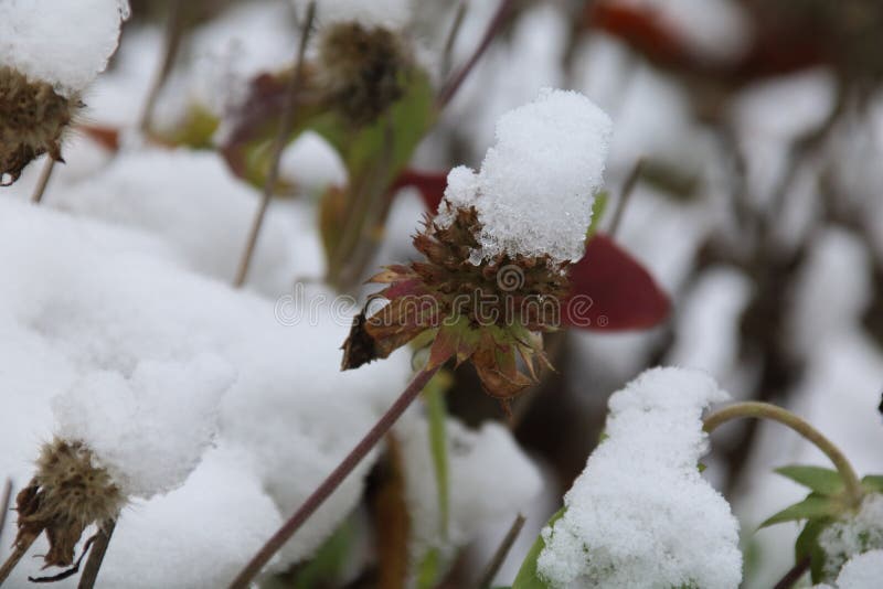 Winter Landscape with Snow Covered Flowers Stock Photo - Image of ...