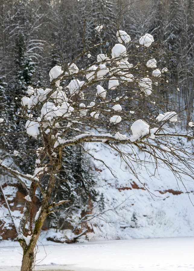 Winter Landscape, Snow-covered Ground, Snow Branches on Tree Branches ...