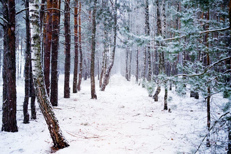 Winter Landscape with Snow-covered Pine Trees. Smooth Rows of Tall Tree ...