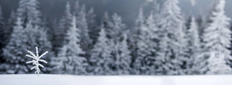 Winter Landscape with Snow Covered Small Pine Tree Stock Photo - Image ...