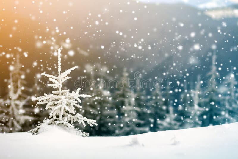 Winter Landscape with Snow Covered Small Pine Tree Stock Image - Image ...