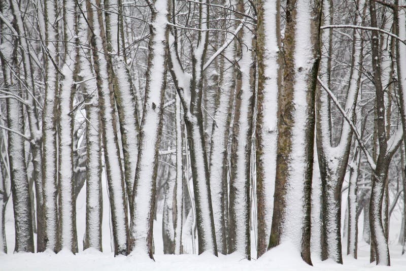 Winter Landscape with Snow Covered Tree Trunks Stock Image - Image of ...