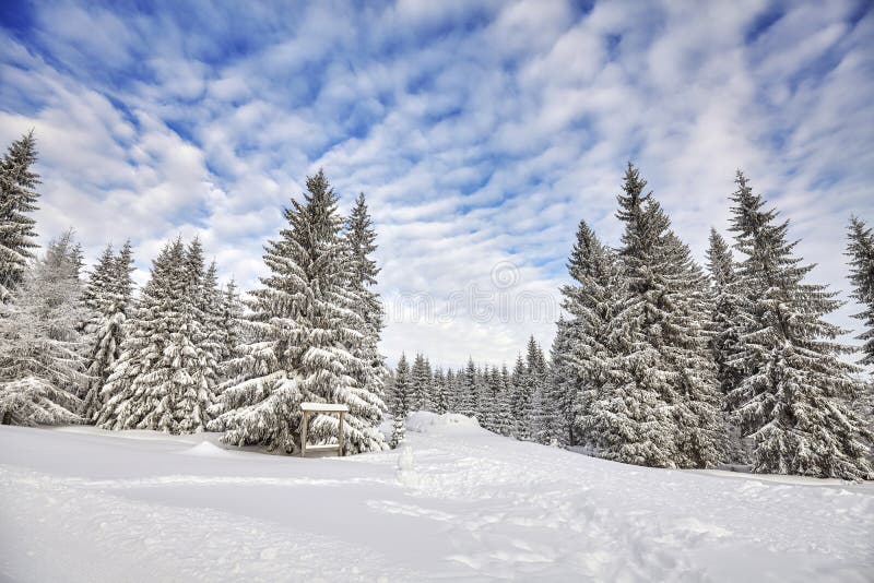 Winter Landscape with Snow Covered Trees Stock Photo - Image of nature ...