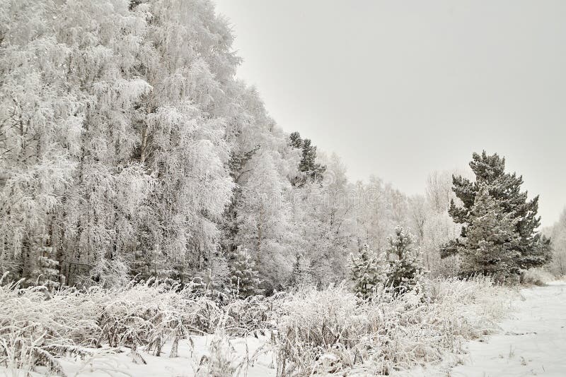 Winter Landscape with Snow Covered Trees in Cold Forest Stock Photo ...