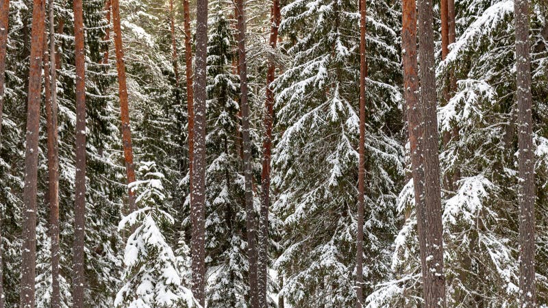 Winter Landscape with Snow-covered Trees, Forest in Winter, Snow Covers ...
