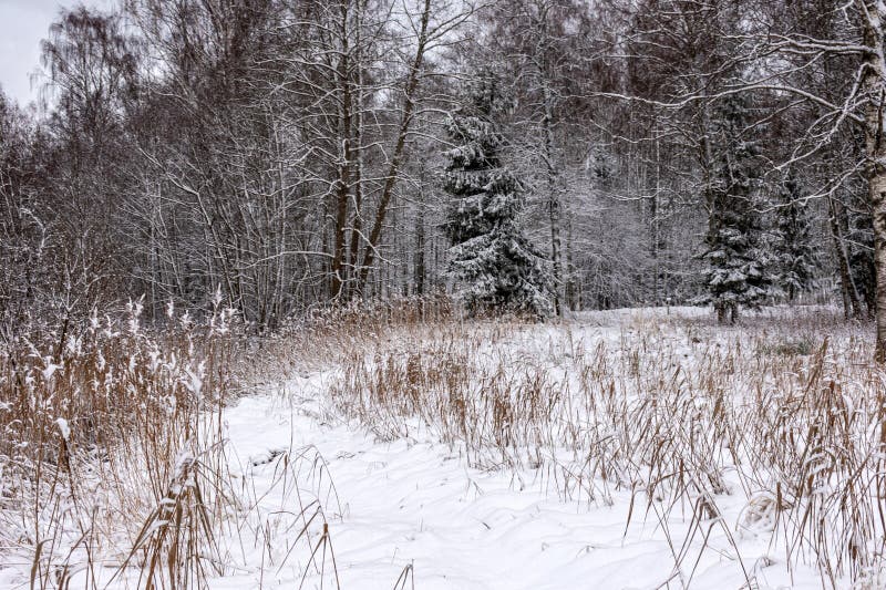 Winter Landscape with Snow-covered Trees, Forest during Winter, Snow ...