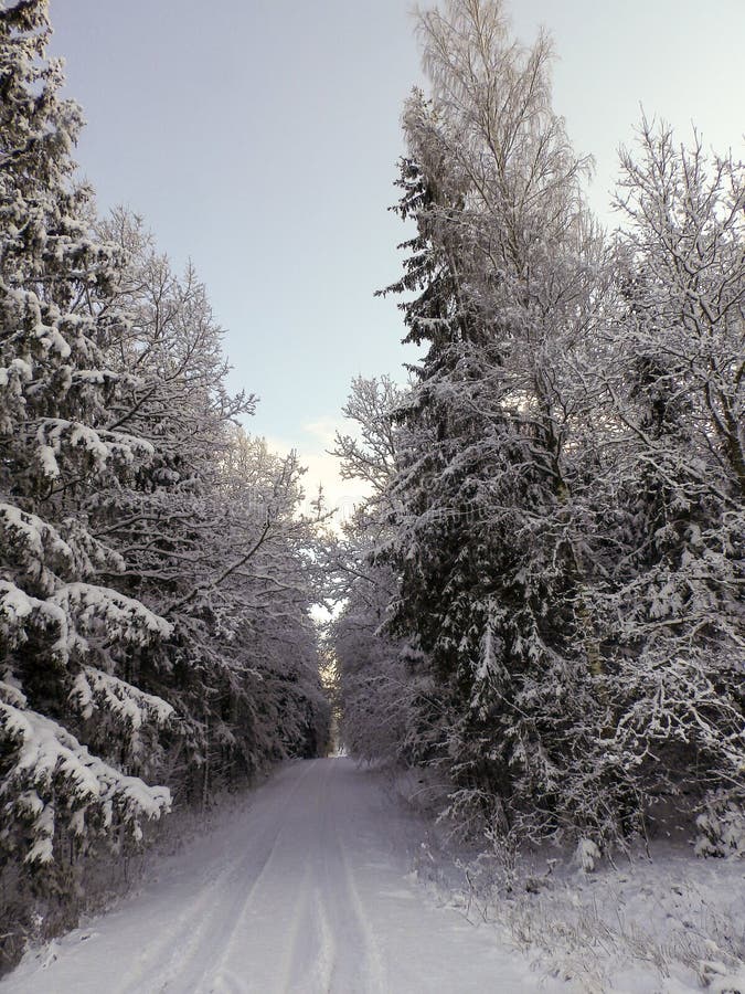 Ash trees on the roadside stock photo. Image of bole - 54054630