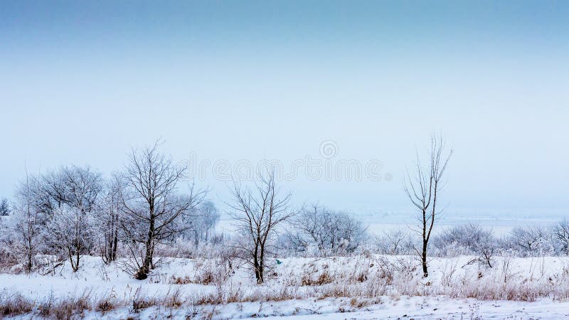 Winter Landscape with Snow-covered Trees in a Row_ Stock Image - Image ...