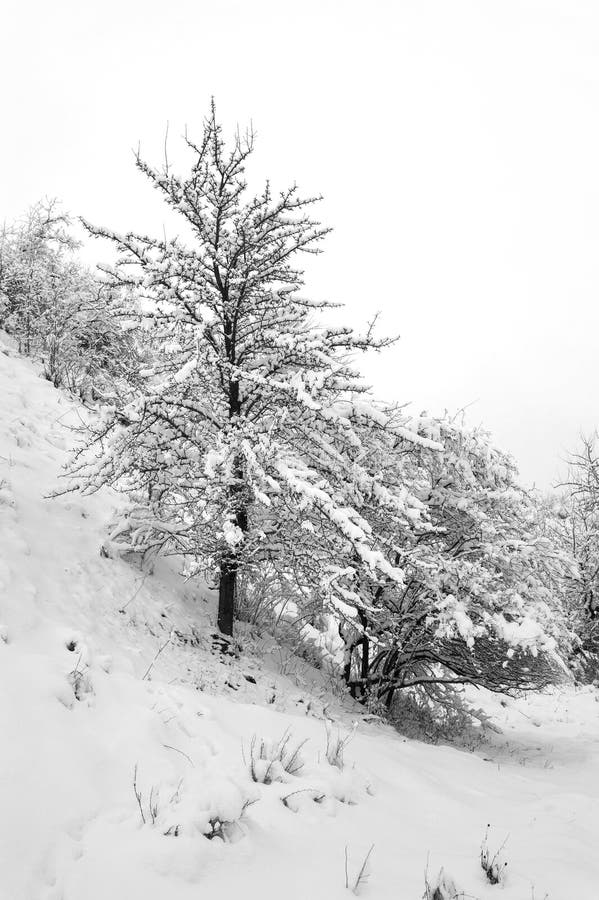 Winter Landscape with Snow-covered Trees after Snowfall. Graphic Stock ...