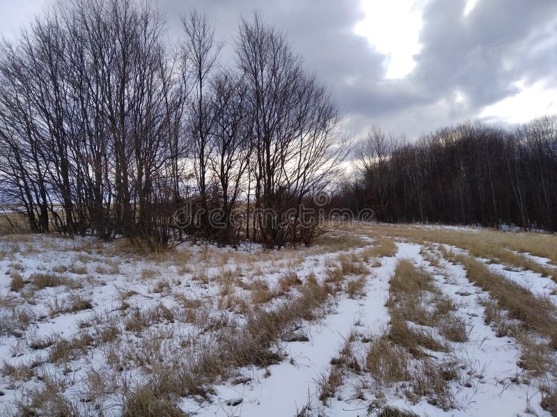 Winter Landscape, Snow on the Field and Bare Trees. Winter 2020 Stock ...