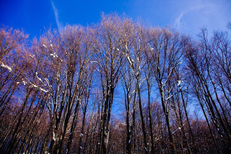 Winter Landscape Snow Forest Sky Blue Trees Up End Spring Beginning ...