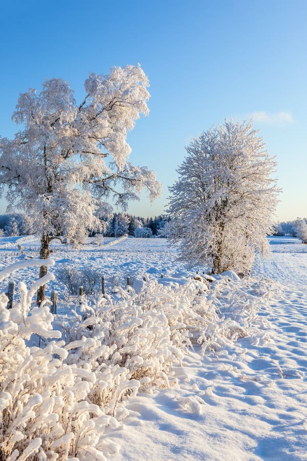Winter Landscape with Snow and Frost Stock Photo - Image of snowy ...