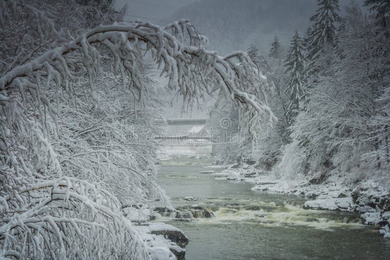 Winter Landscape Winter Snow River Stock Photo - Image of pine, covered ...