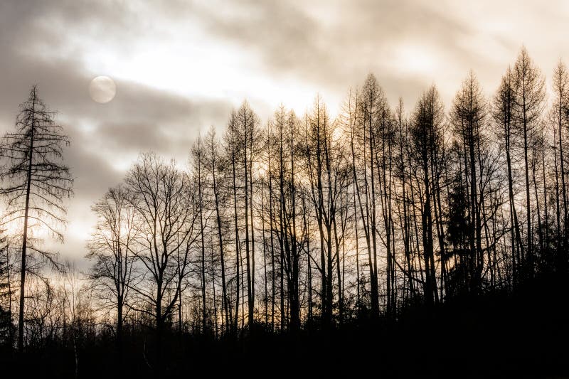 Winter Landscape without Snow with a Silhoette of Trees Stock Image ...